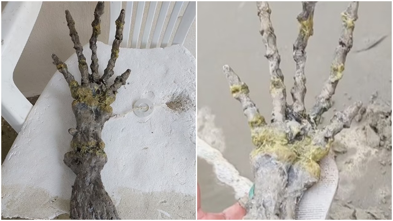 ET出沒？｜巴西情侶發現60厘米長巨型手臂骨 專家說是牠的(有片) | am730