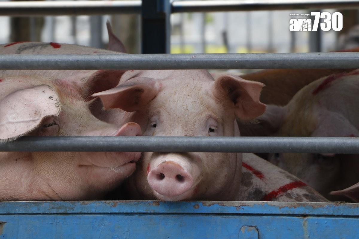 流浮山豬場爆非洲豬瘟 漁護署完成銷毀5624頭豬 | am730