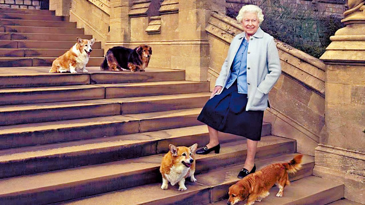 英女王晚年拒養新狗 遺4隻愛犬 安德魯認養一對 | am730