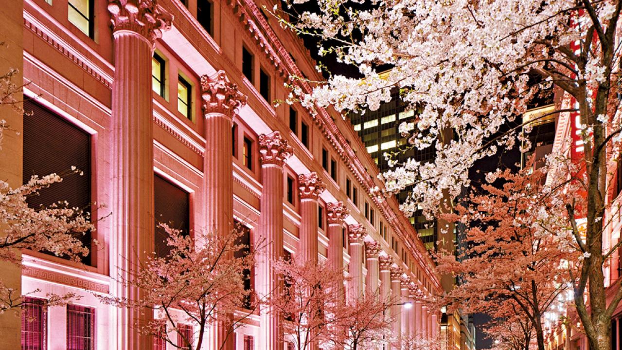 闊別三年 還記得櫻花正開 | am730