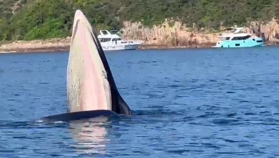 西貢鯨魚｜鯨魚今日未現身 船家近日較多市民租船觀鯨 有市民反對 | am730