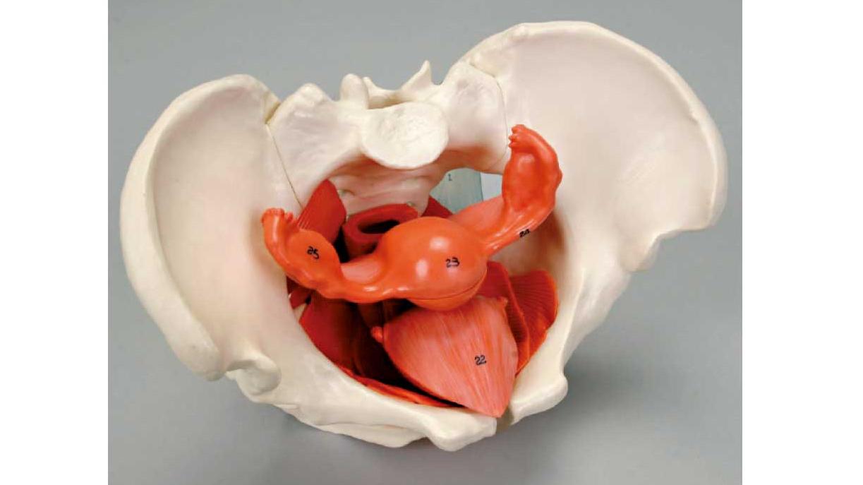 盆骨錯位影響內臟功能？ | am730