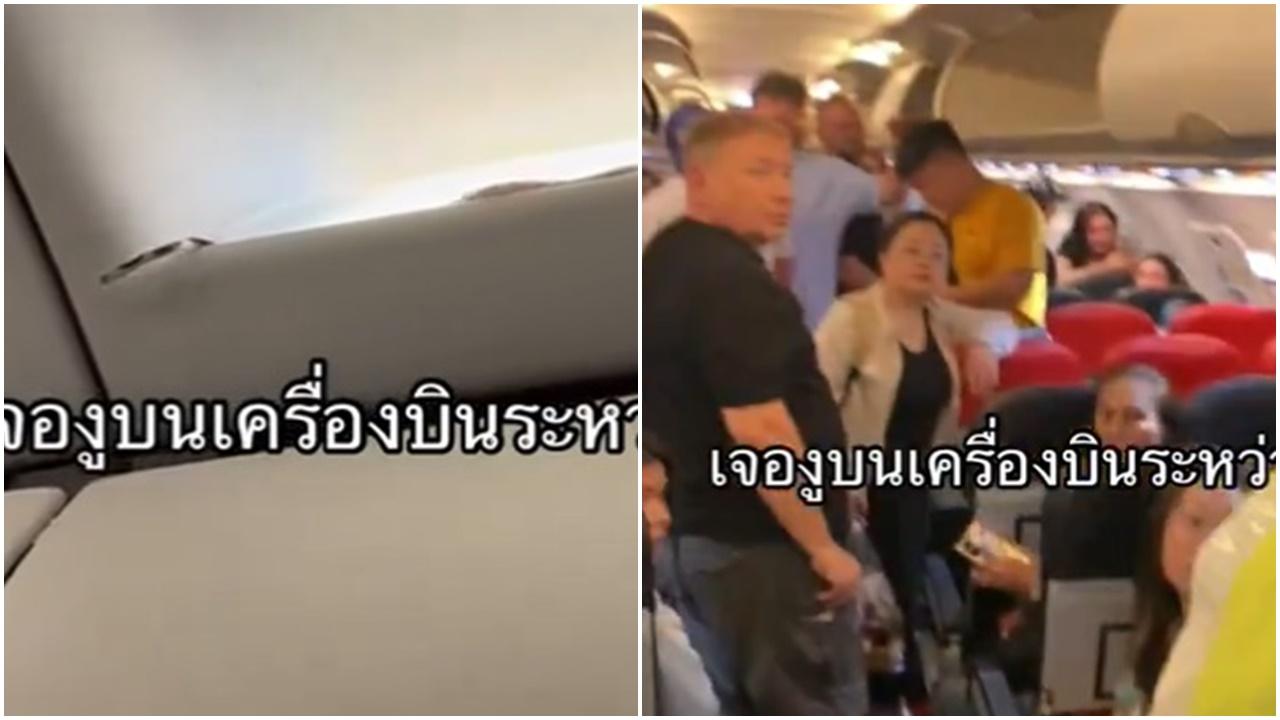 機上驚見有蛇惹騷動 空少1招化解危機(有片) | am730