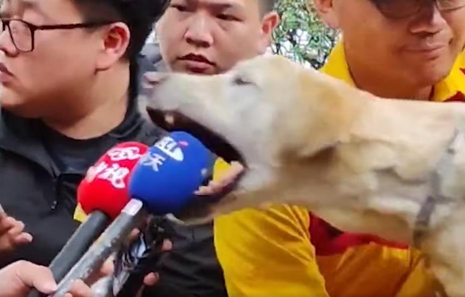 台灣花蓮地震｜搜救犬Roger一咬成名 登CNN國際首頁(有片) | am730