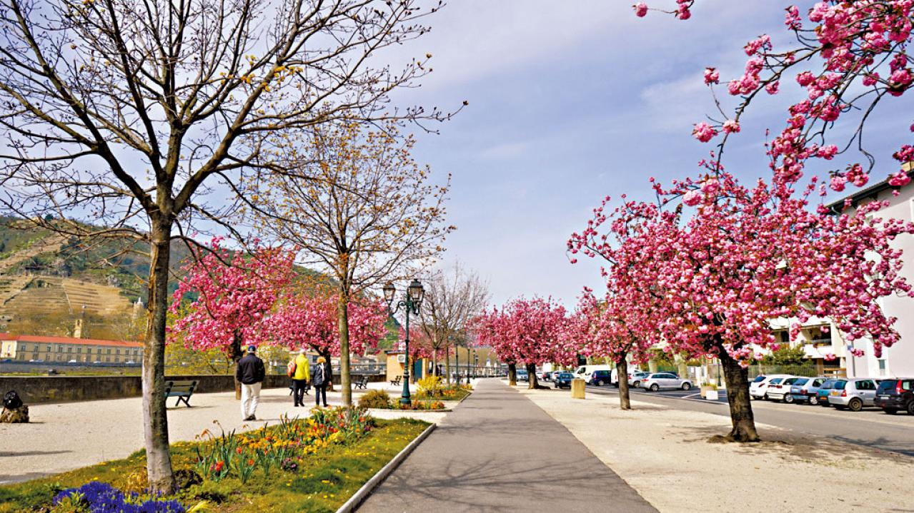 法國南部旖旎關山櫻 | am730