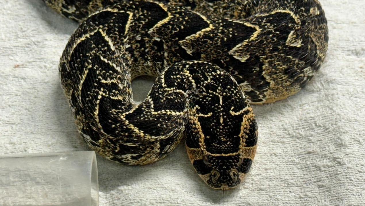 南非漢非法飼養野生動物被捕 為避坐監25年 竟讓眼鏡蛇咬手 毒發劇痛12小時亡 | am730