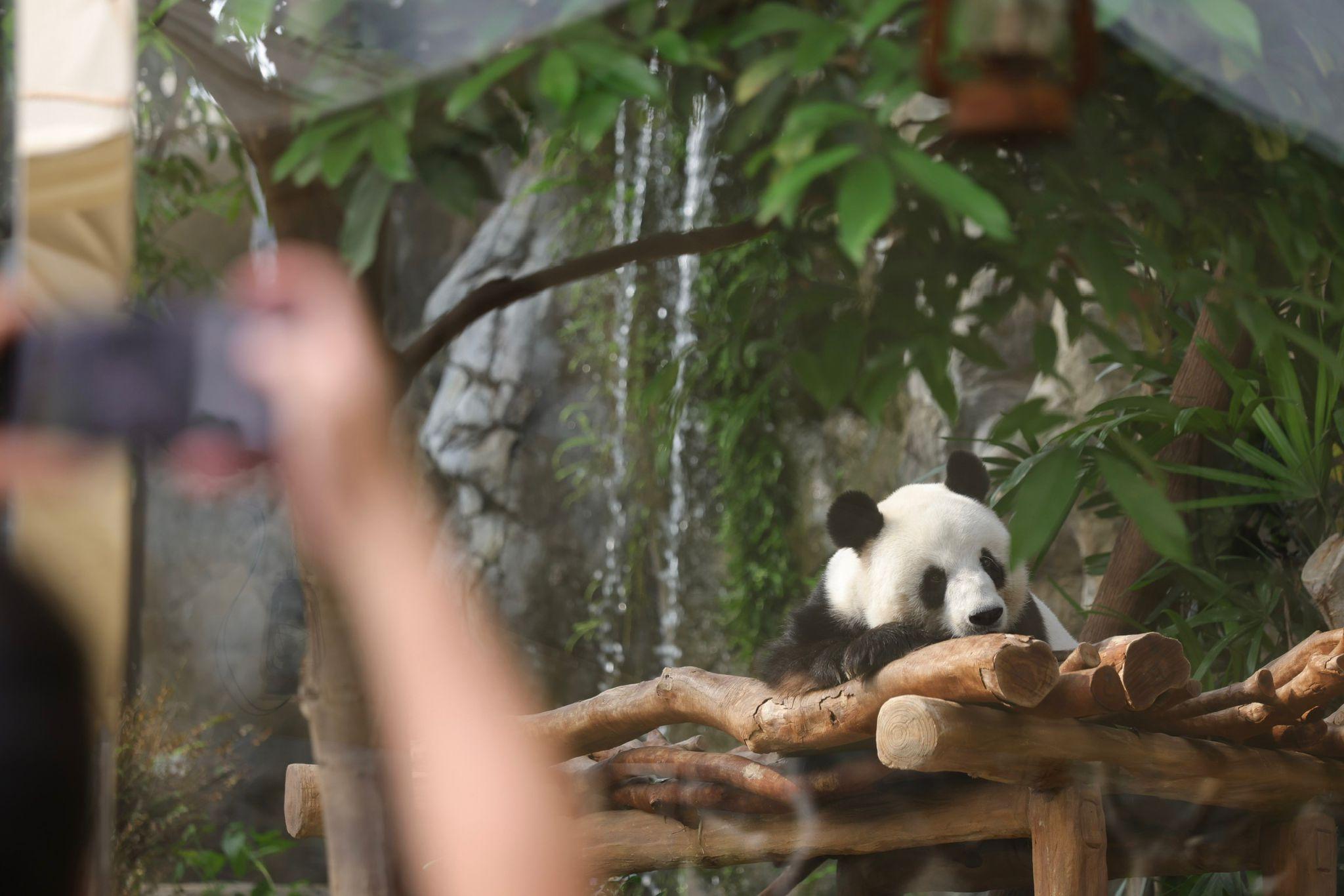 消息：中央贈港大熊貓最快周四抵港 | am730
