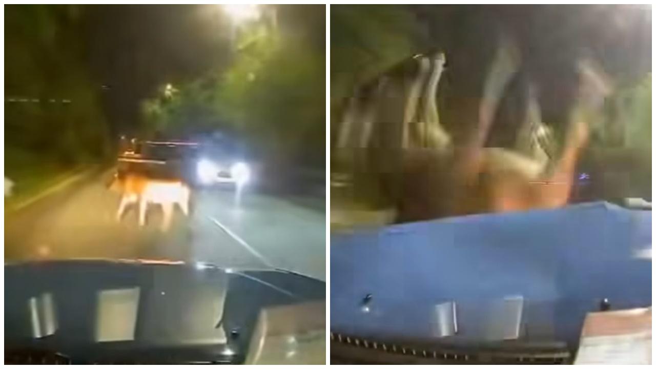 車Cam直擊｜大嶼山的士撞飛黃牛 網民：比對面車盏燈累死(有片) | am730