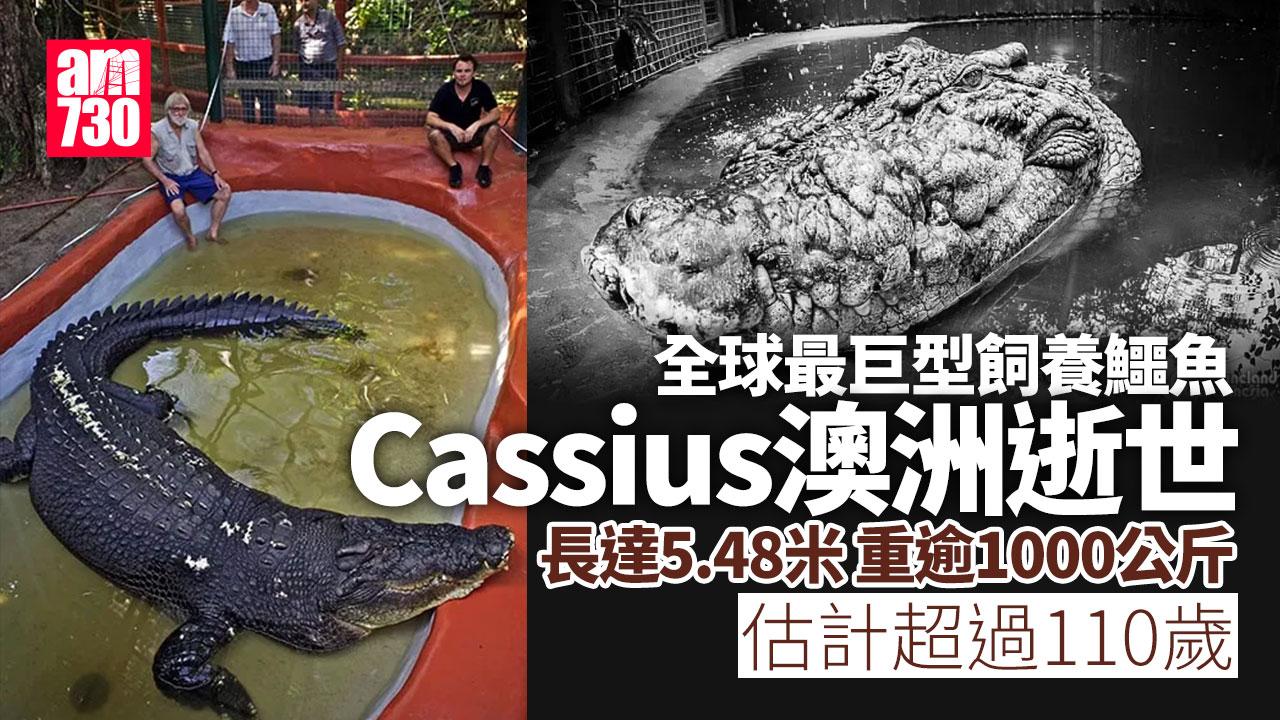 全球最巨型飼養鱷魚逝世 逾110歲 人類老朋友無法探望後 牠開始「絕食」 | am730