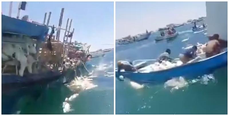 貨船超載逾2000羊也門傾覆 漁民奮力救至少160隻溺斃(有片) | am730