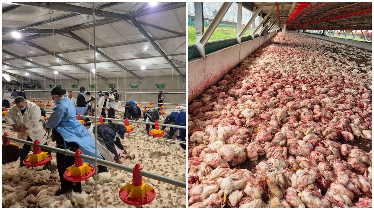 35萬隻雞餓到互啄啃食 動保痛心進行人道毀滅(慎入/有片) | am730