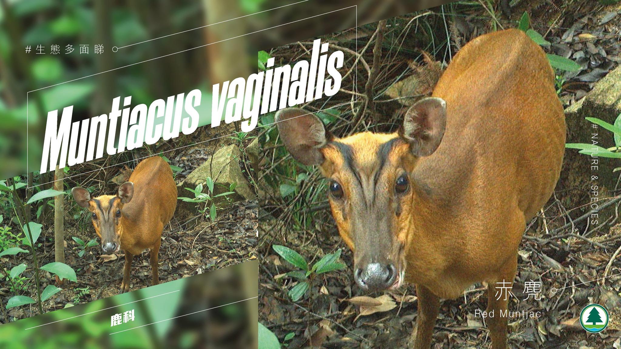 馬鞍山赤麂被困欄杆 當場死亡 | am730