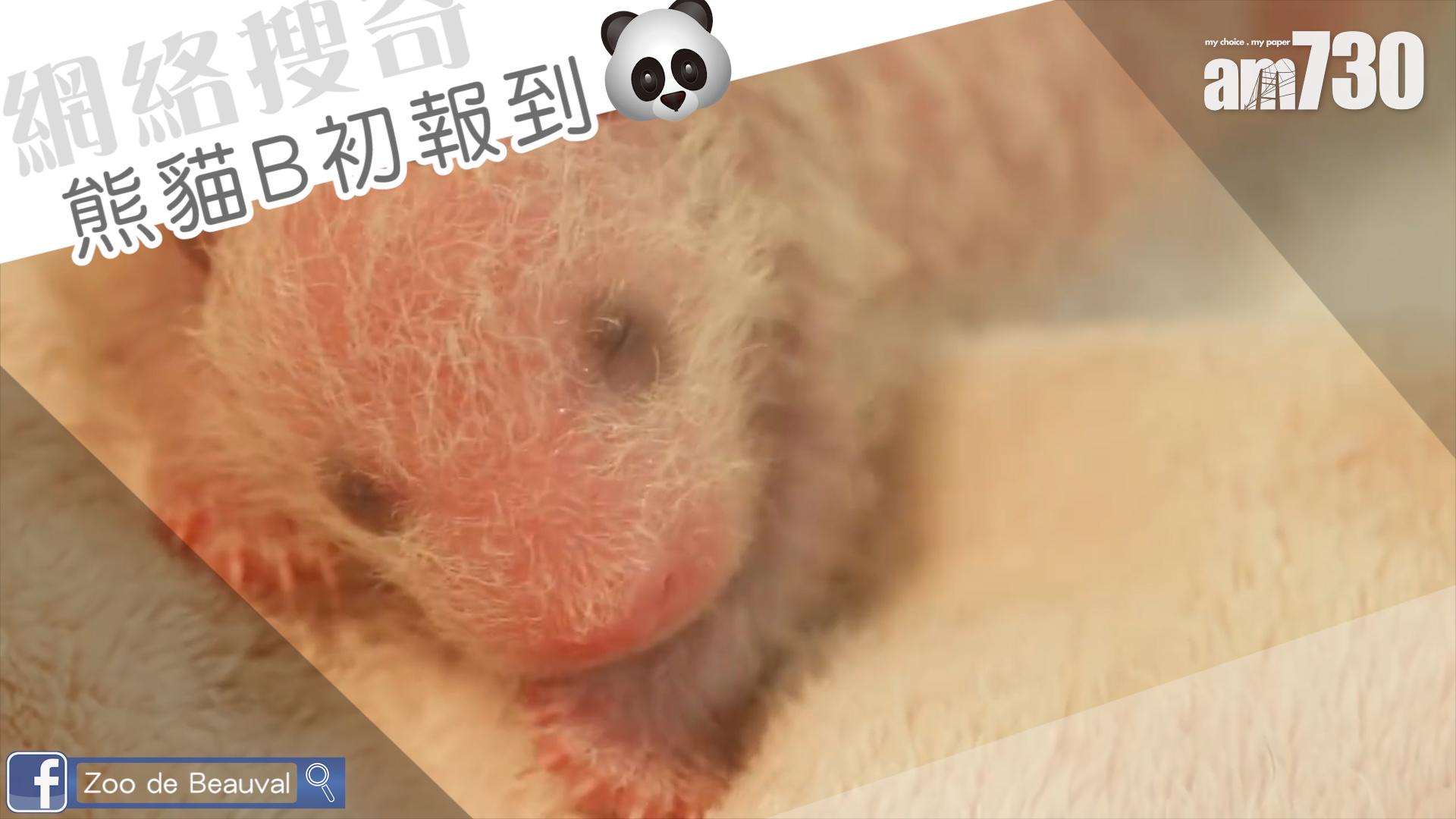 熊貓BB初報到 | am730