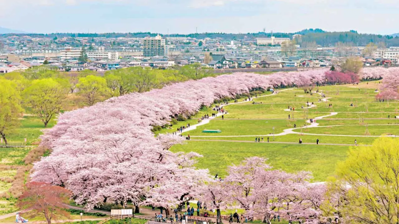 直航仙台 浪漫春櫻 4月赴日本東北 緊貼賞櫻尾巴 | am730